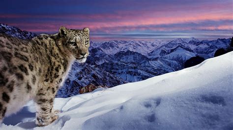 Image result for Snow Leopard Looking Forward