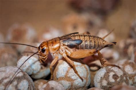 Image result for Cricket Side View Insect