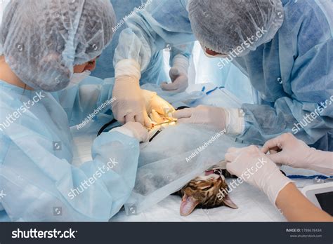 Image result for Veterinary surgery Surgery Types