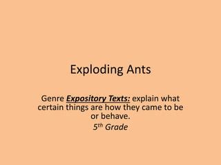 Image result for Exploding Ants No Commentary