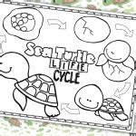 Image result for Turtle Life Cycle Coloring Pages