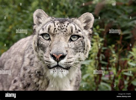Image result for Snow Leopard Looking Forward
