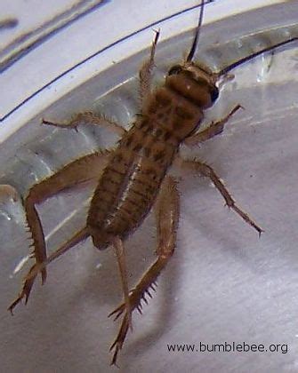 Image result for Cricket Insect Identification
