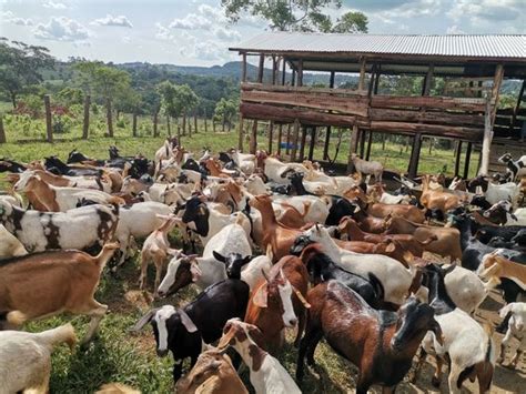 Image result for Goat Farm Setup