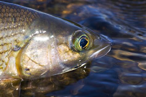 Image result for Spanish Nymph Patterns