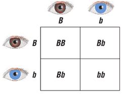 Image result for Punnett Square Explained Eye Color