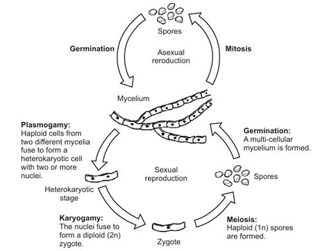Image result for Fungus Reproduction