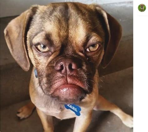 Grumpy DOG Blank Template - Imgflip