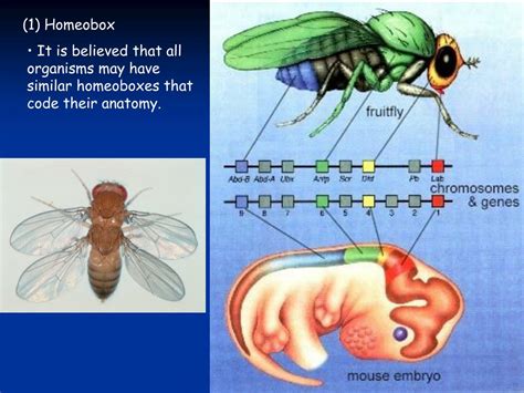 Image result for Gene Expression Promoter Operon