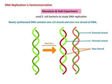 Image result for Life Science Grade 12 DNA Replication