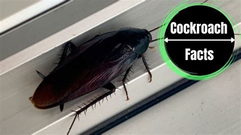 Image result for Japanese Cockroach