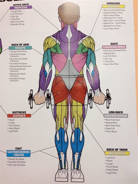 Image result for Body Building Muscle Chart