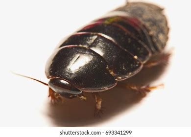 Image result for Burrowing Cockroach
