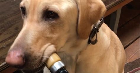 Image result for Dog Using Duck Call