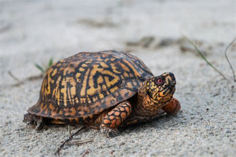 Image result for Orange Box Turtle