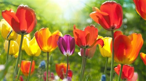 Image result for Calm Spring Music
