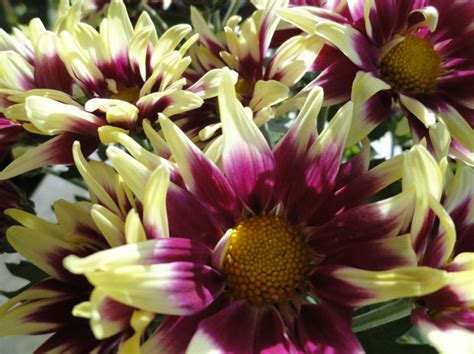 Image result for VVC Video Connect