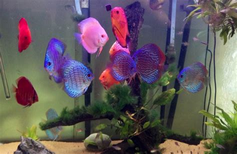Image result for Most Expensive Discus Fish