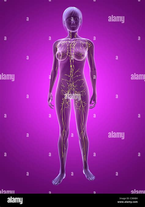 Image result for Female Lymphatic System