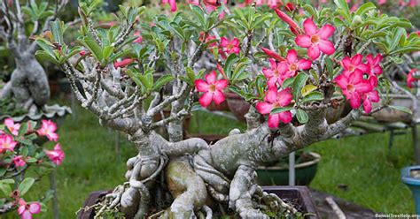 Image result for Creating Bonsia Tree