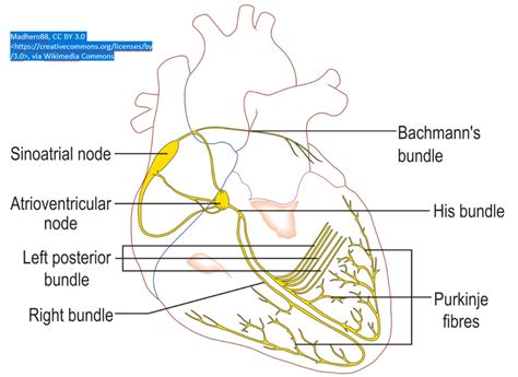 Image result for AV Node