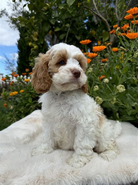 Image result for Cavapoo Eyes