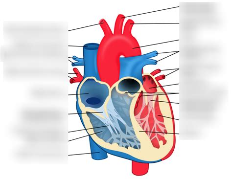 Heart Dissection Diagram | Quizlet