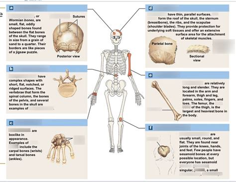 Image result for Two Types of Bone