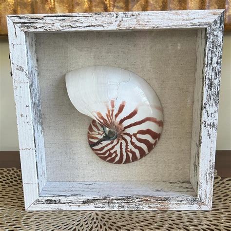 Image result for Nautilus Shell Art