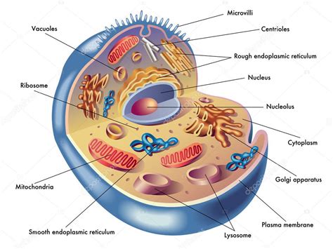 Animal Cell Cell Membrane
