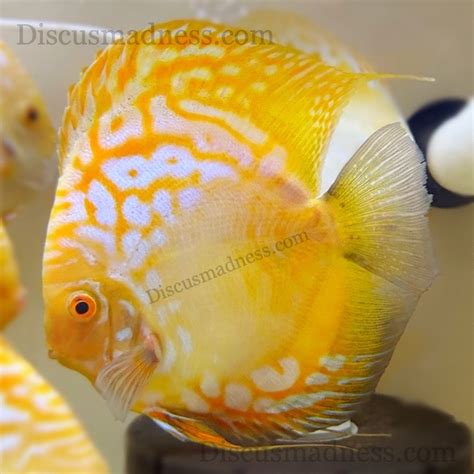 Image result for Peppered Discus