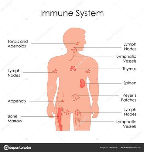 Image result for How Does Immune System Work