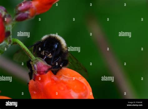 Image result for Pollinating Beans