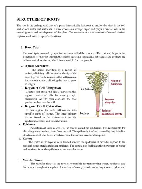 Image result for Root Structure and Function