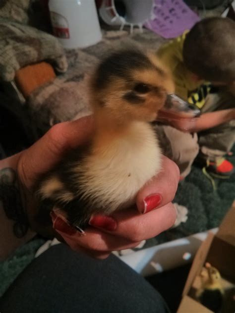 Image result for Duckling Identification