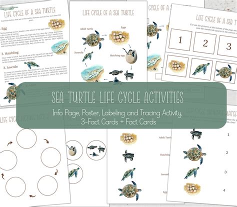 Image result for Turtle Life Cycle Free Printable
