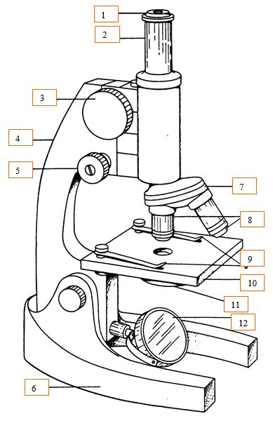 Image result for Microscope Label Diagram