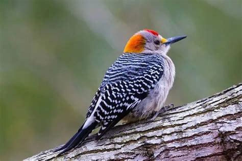 Image result for Different Crows