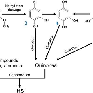 Image result for Humification