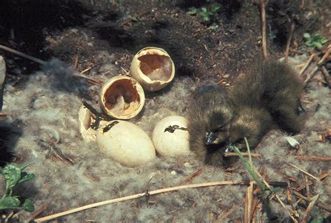 Image result for Geese Hatching