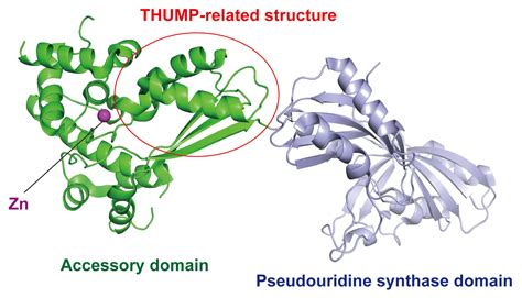 Image result for RNA Modification