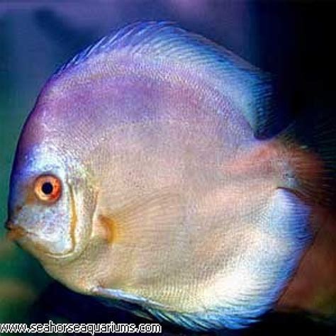 Image result for Discus Disc