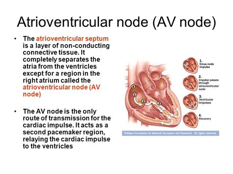 Image result for AV Node