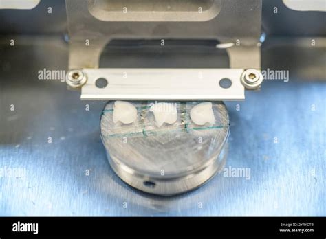 Image result for Mouse Brain Dissection