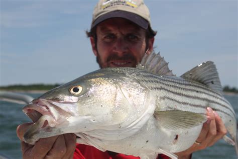 Image result for Fly Cast Tailing Loop