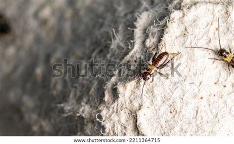 Image result for Breeding Crickets Setup