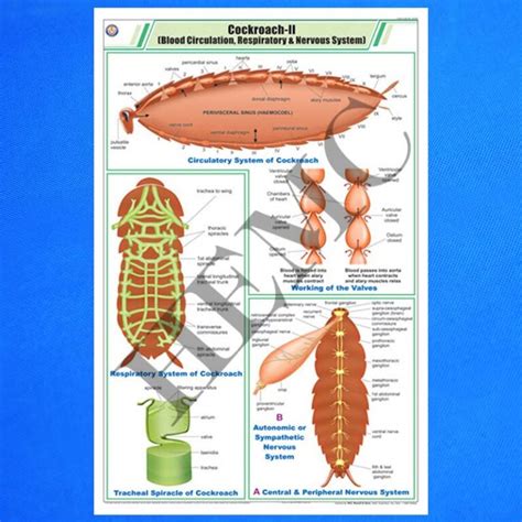 Image result for Cockroach Nervous System