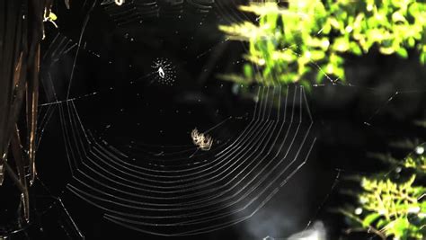Image result for Time-Lapse Spider Making Web