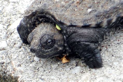Image result for Cute Snapping Turtle