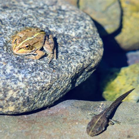 Image result for Example of a Life Cycle